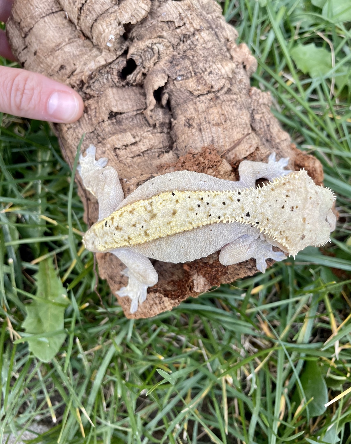 Cream & Bright Highlighter Yellow Dalmation Pinstripe - Adult Female ...