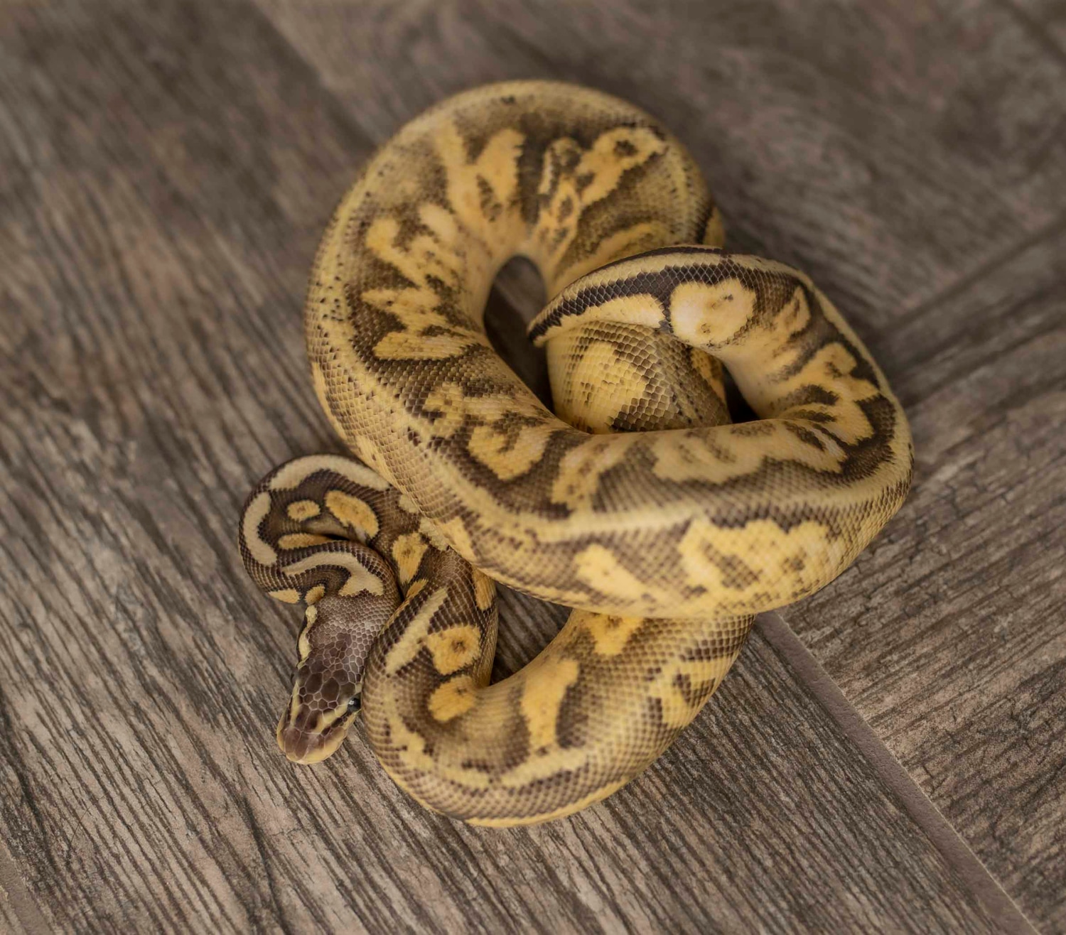 Super Pastel Sugar (#1-03) Ball Python by Curved Balls - MorphMarket