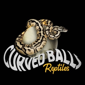 Pastel Pinto Piebald (Russo Het Leucistic) Ball Python by Curved Balls ...