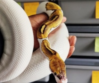 Pastel Pinto Piebald (Russo Het Leucistic) Ball Python by Curved Balls ...