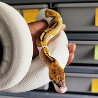 Pastel Pinto Piebald (Russo Het Leucistic) Ball Python by Curved Balls ...