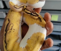 Pastel Pinto Piebald (Russo Het Leucistic) Ball Python by Curved Balls ...