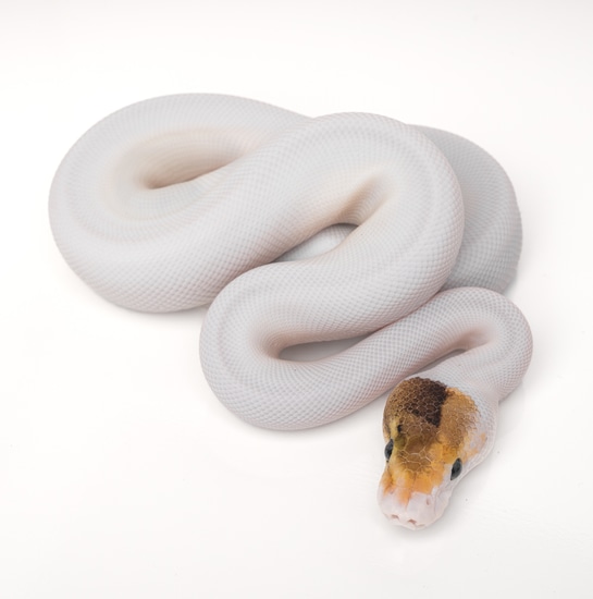Pastel Pinto Piebald (Russo Het Leucistic) Ball Python by Curved Balls