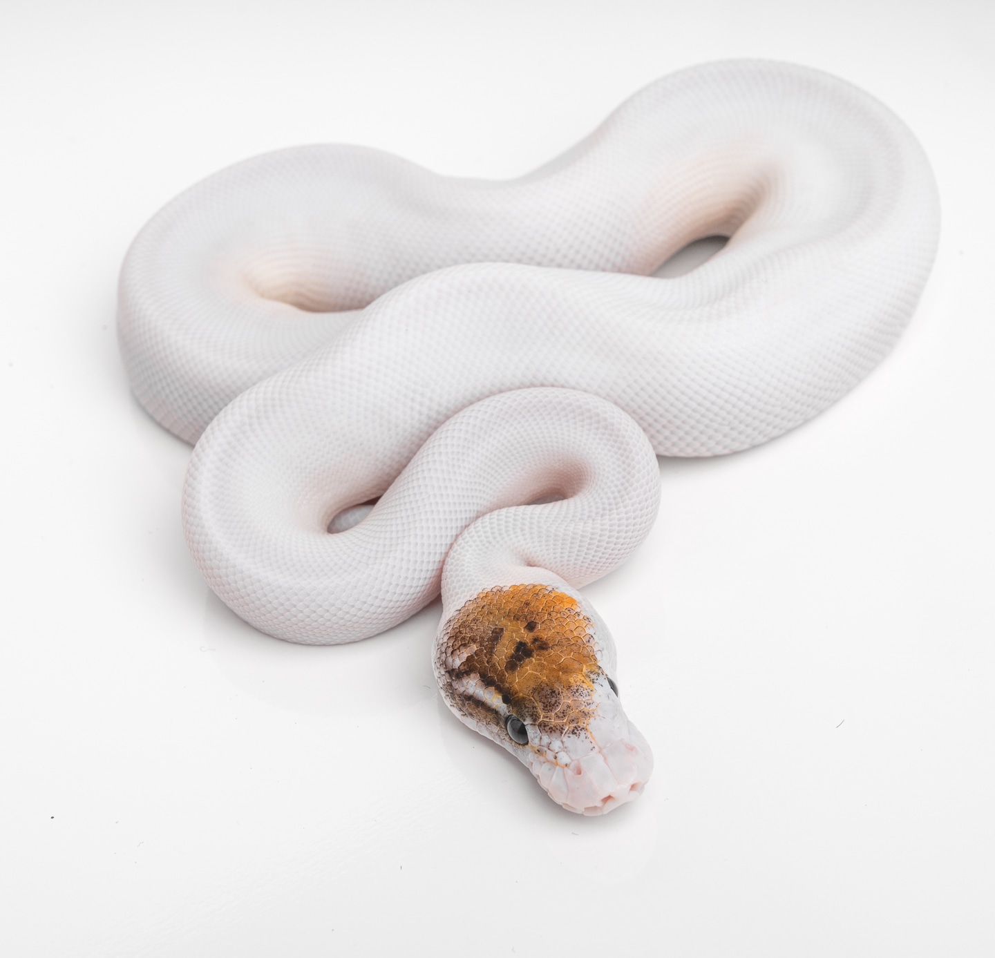 Pastel Pinto Piebald (Russo Het Leucistic) Ball Python by Curved Balls - MorphMarket