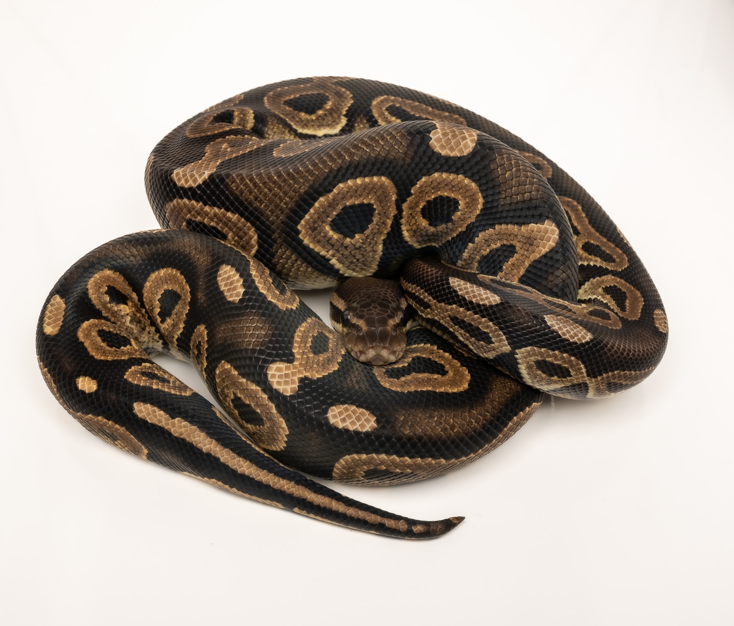Black Pastel Poss. Special 50% Het Pied Ball Python by Curved Balls ...