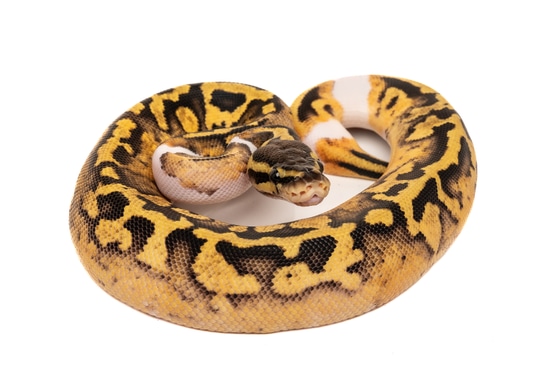 Pastel Piebald *NO RESERVE* Ball Python by Curved Balls