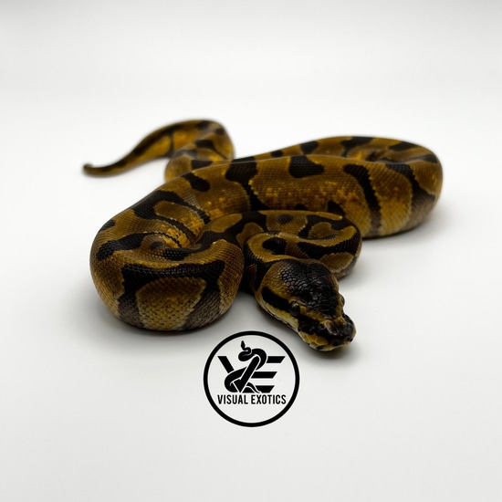 Super Enchi Ball Python by Visual Exotics