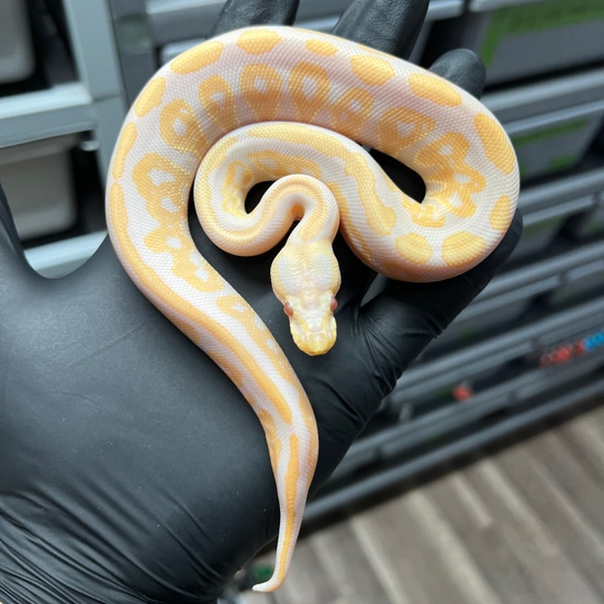 Black Pastel Candino Ball Python by Visual Exotics