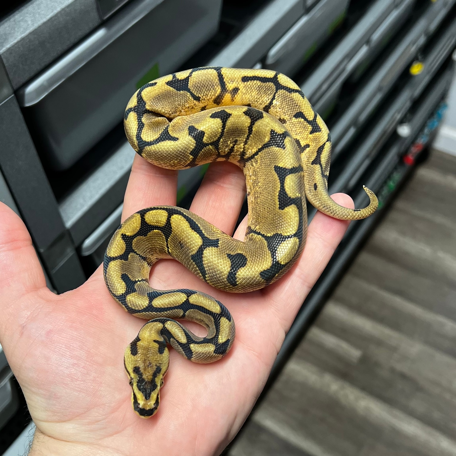 Spider YB 💯 Het Piebald Ball Python by Visual Exotics - MorphMarket