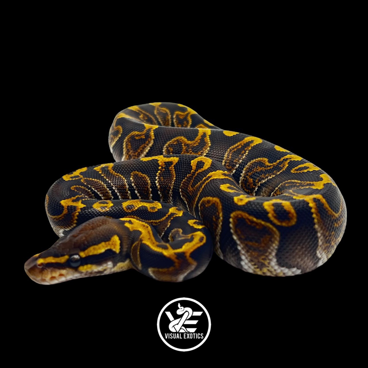 GHI Het Hypo Ball Python by Visual Exotics - MorphMarket