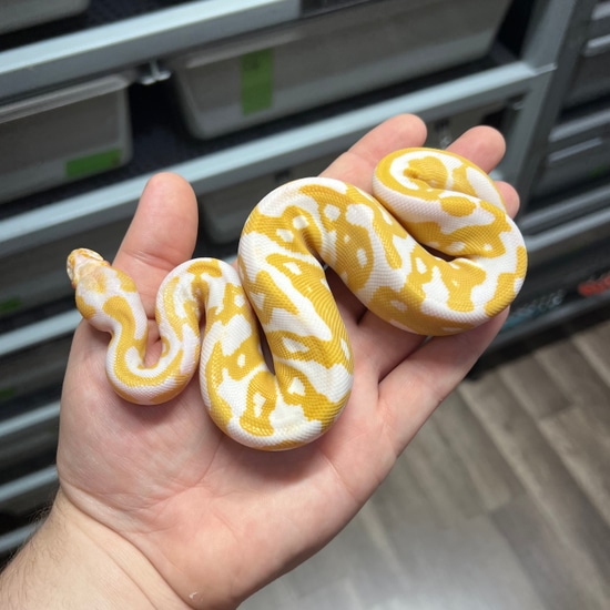 Leopard Albino Ball Python by Visual Exotics