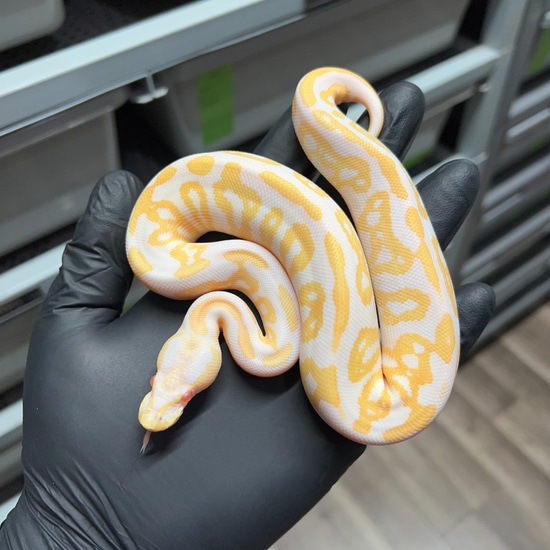 Black Pastel Albino Ball Python by Visual Exotics