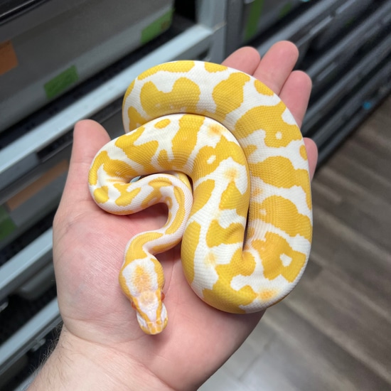 Leopard Albino Ball Python by Visual Exotics