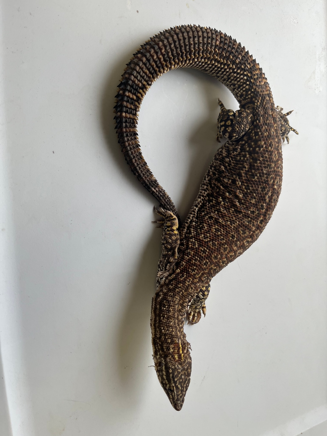 Red Ackie Spiny-Tailed Monitor by Griffey Exotics - MorphMarket