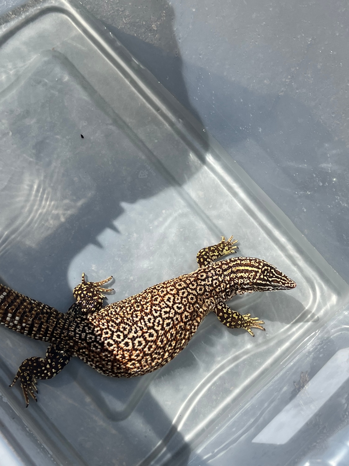 Male Red Ackie Montior Spiny-Tailed Monitor by Griffey Exotics ...