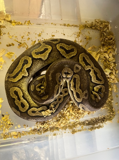 Black Pewter Ball Python by Griffey Exotics