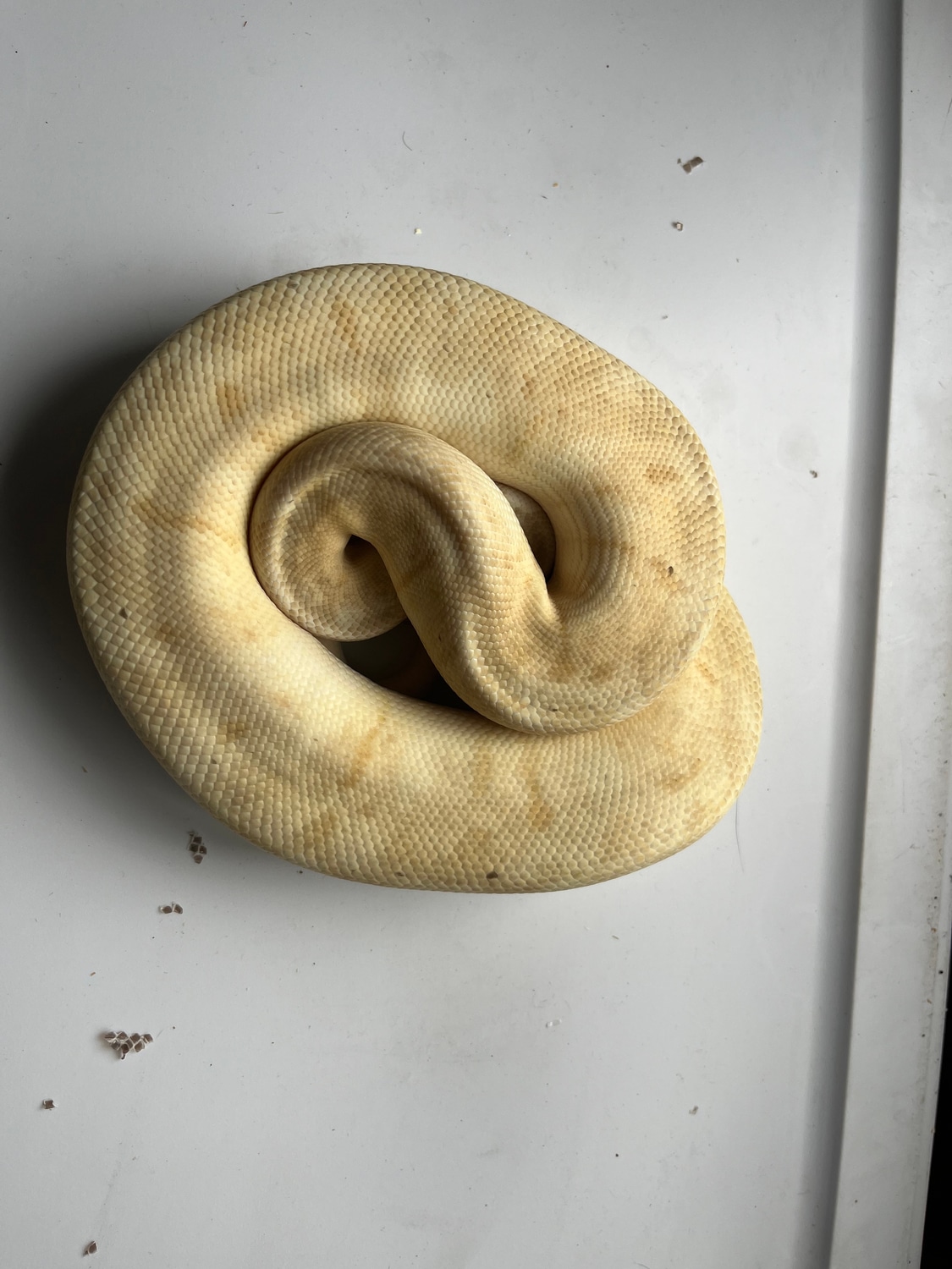 Clown Hidden Gene Woma Banana Pastel Ball Python by Griffey Exotics ...