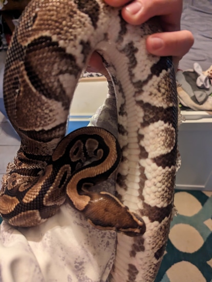 Dh Caramel Albino Pied Pair Ball Python by A&P Exotic's