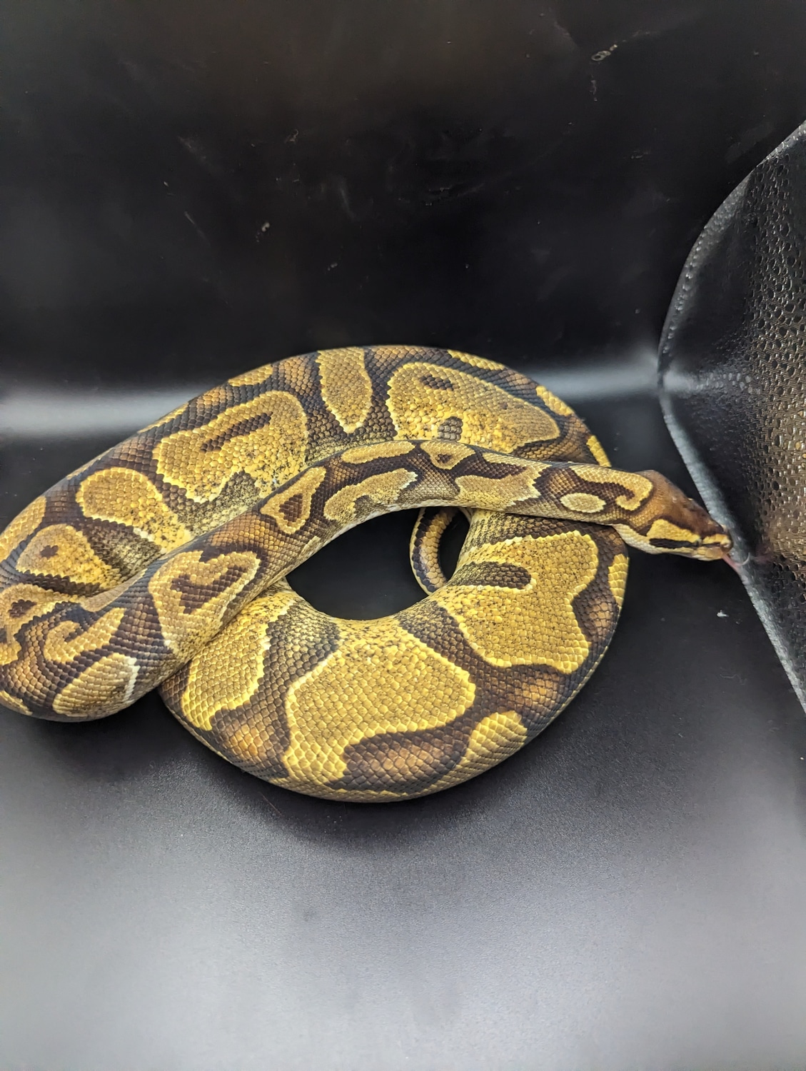 Enchi Yellowbelly Ball Python by A&P Exotic's - MorphMarket