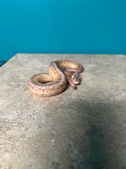 Pewter Pinstripe Pos Spider 50% Het Ultramel Ball Python by Ahamo Exotics