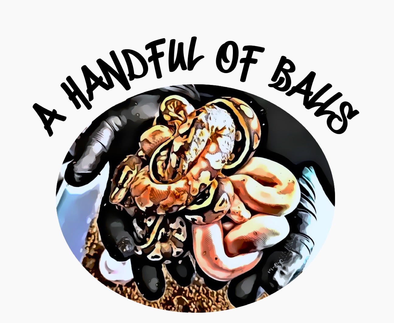 Ball Python Clutch: Biscuit-2020 by Handful Of Balls - MorphMarket