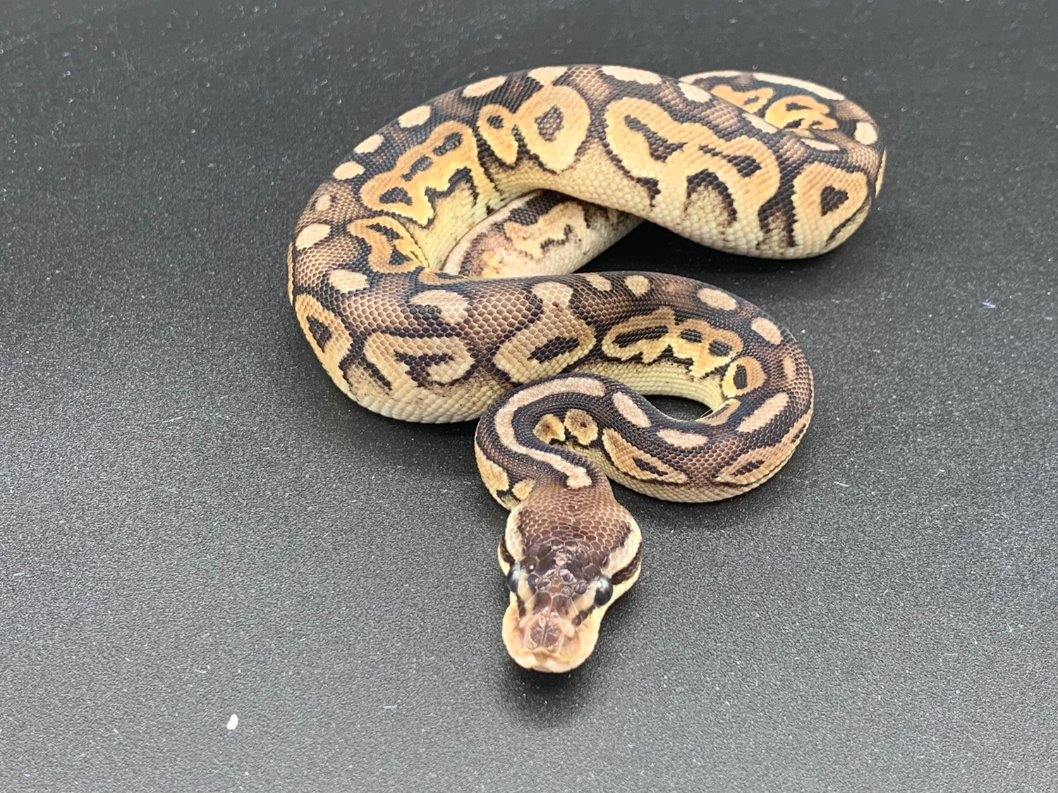 Pewter Ball Python by Handful Of Balls - MorphMarket