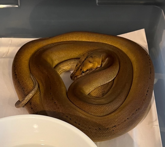 Golden Child Reticulated Python by Austin's Reptiles