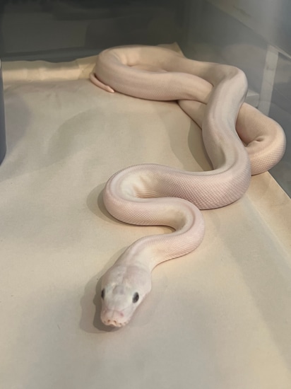 Super Phantom Reticulated Python by Austin's Reptiles