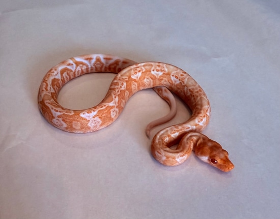 IMG Red Dragon Boa Constrictor by Austin's Reptiles