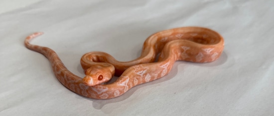 Red Dragon Boa Constrictor by Austin's Reptiles