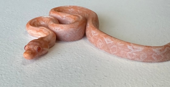 Red Dragon Boa Constrictor by Austin's Reptiles