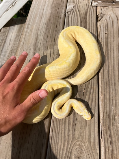 Albino Spider Ball Python by Aiden's Snake