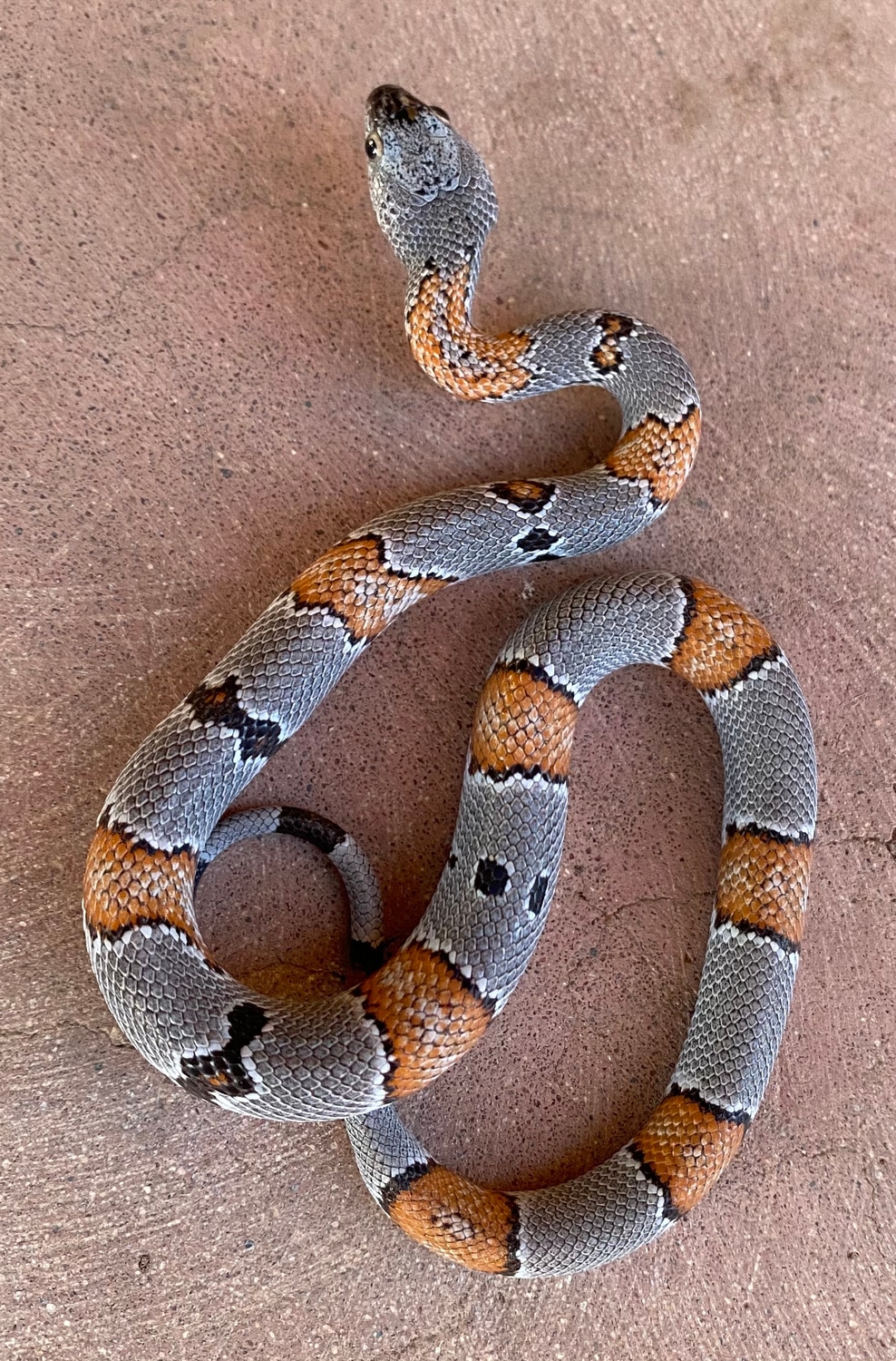 Sanderson Locale Gray-banded Kingsnake by Double Diamond Reptiles ...