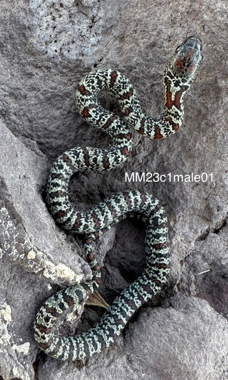 Granite Mex Mex San Luis Potosi Kingsnake by Double Diamond Reptiles