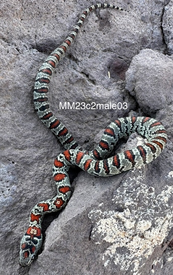 Granite Mex Mex Nice Red San Luis Potosi Kingsnake by Double Diamond ...