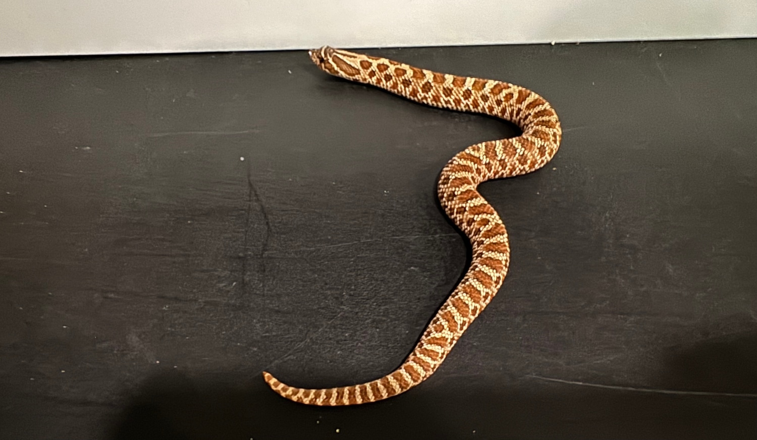 Normal 100% Het Albino Western Hognose by Flying Hogs - MorphMarket