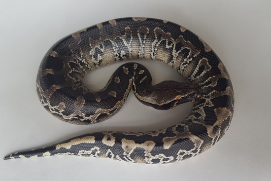 Sumatran Short Tail Sumatran Short-Tailed Python by April Homich