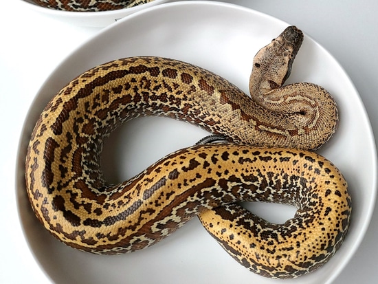 Het T+ Albino Pixel Blood Python by April Homich