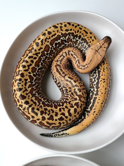 Het T+ Albino Pixel Blood Python by April Homich