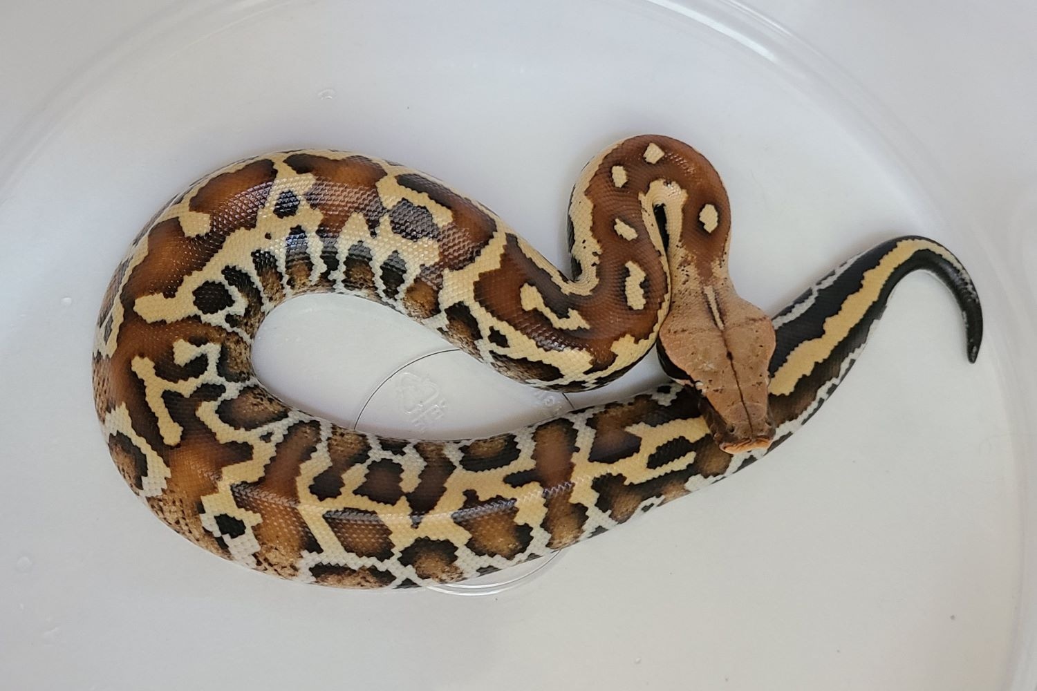 Matrix 100% Het Albino (T+) Pos Lyly Blood Python by April Homich ...