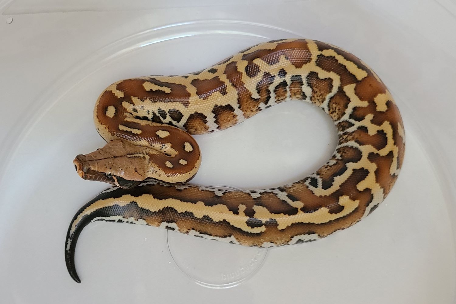 Matrix 100% Het Albino (T+) Pos Lyly Blood Python by April Homich ...