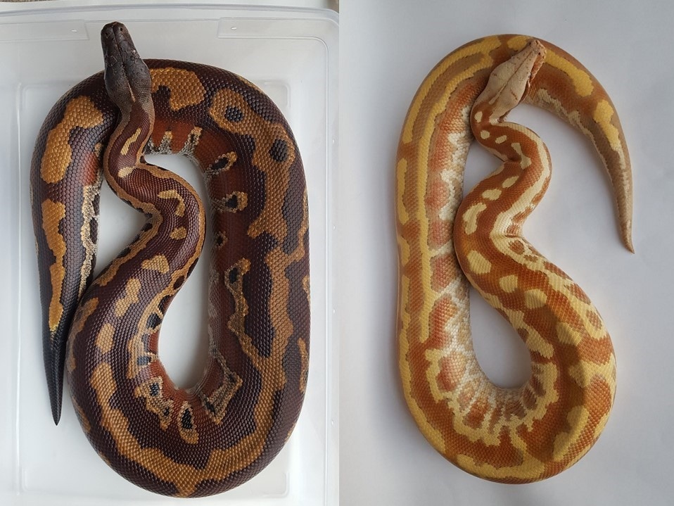 Matrix 100% Het Albino (T+) Pos Lyly Blood Python by April Homich ...
