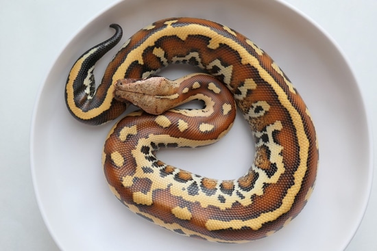 Matrix 100% Het Albino (T+) Pos Lyly Blood Python by April Homich