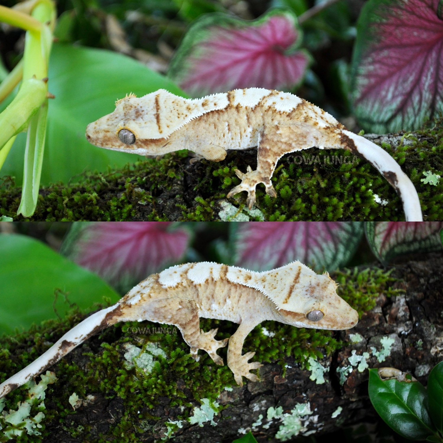 Drippy Yellow & White Harlequin Crested Gecko by Cowajunga, LLC ...