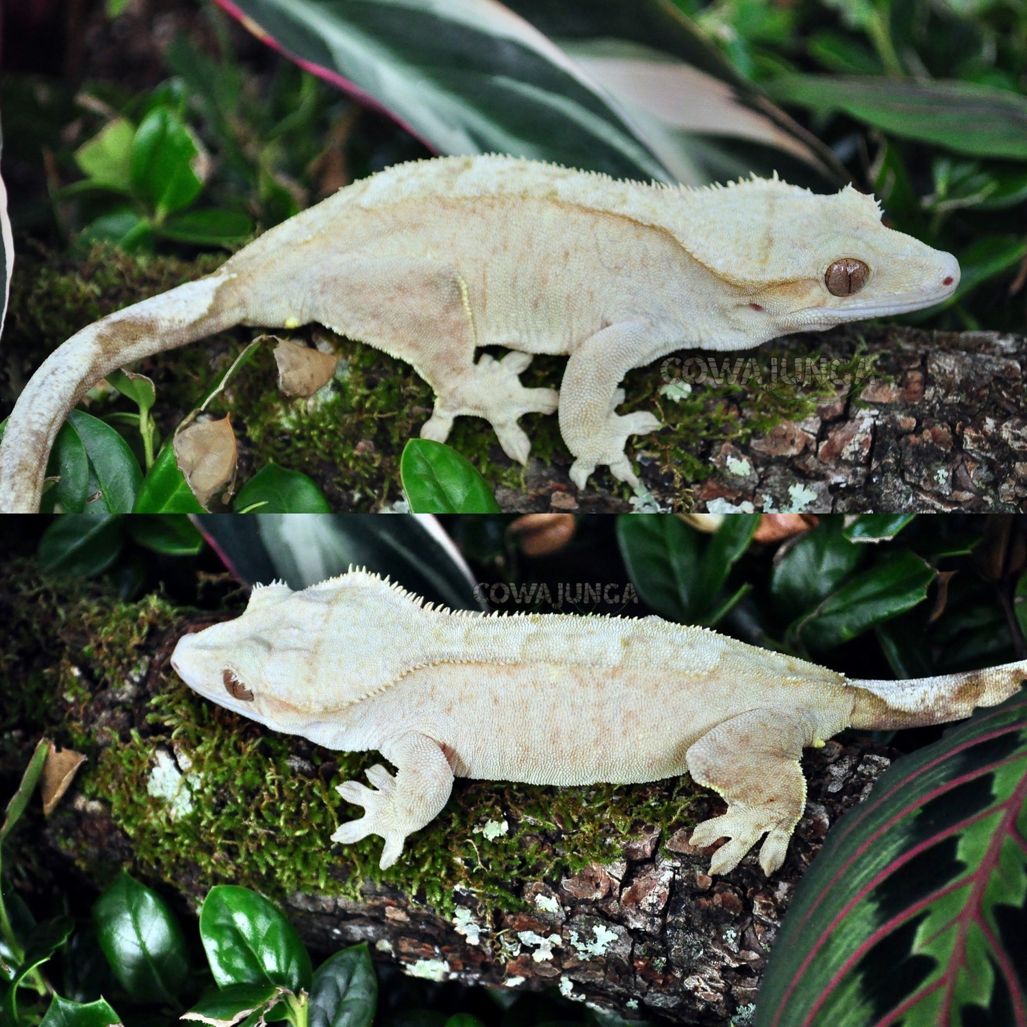PROVEN Yellow Phantom Crested Gecko by Cowajunga, LLC - MorphMarket