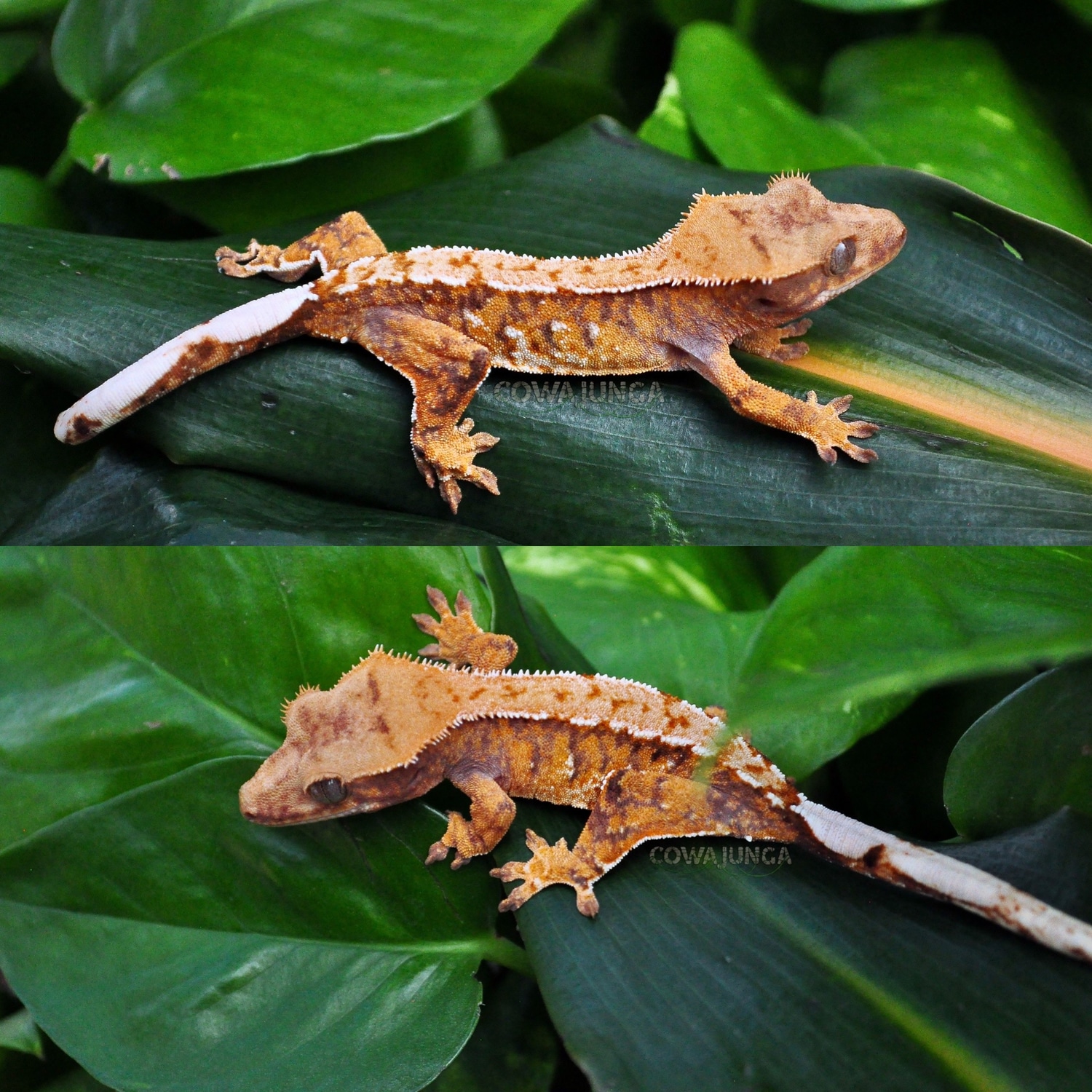 12g Lavender Extreme Tricolor Crested Gecko by Cowajunga, LLC - MorphMarket