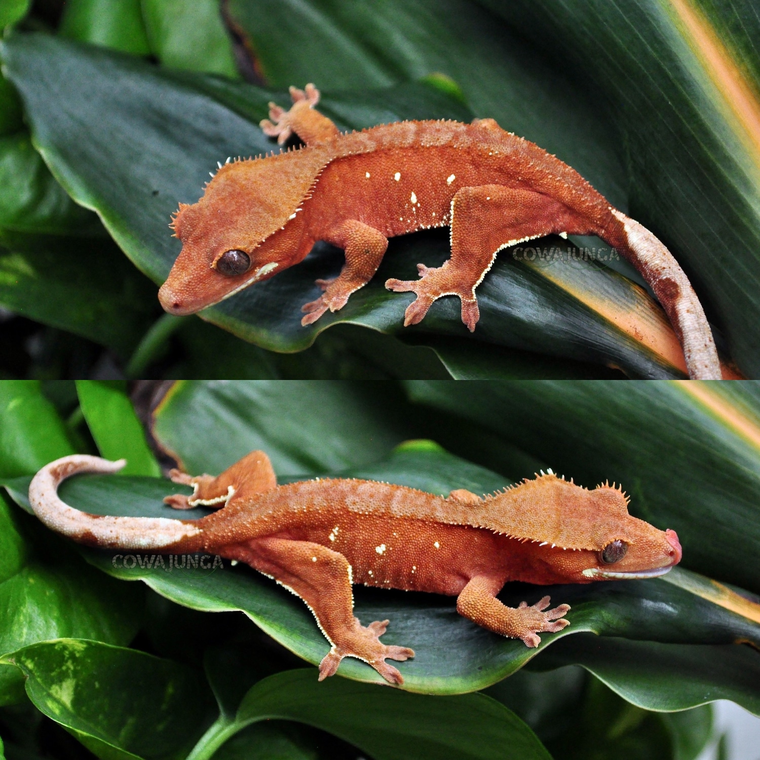Red Phantom Porthole Crested Gecko by Cowajunga, LLC - MorphMarket