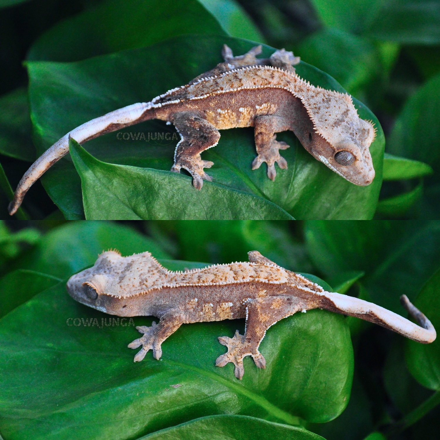 Lavender Pinstripe Crested Gecko by Cowajunga, LLC - MorphMarket