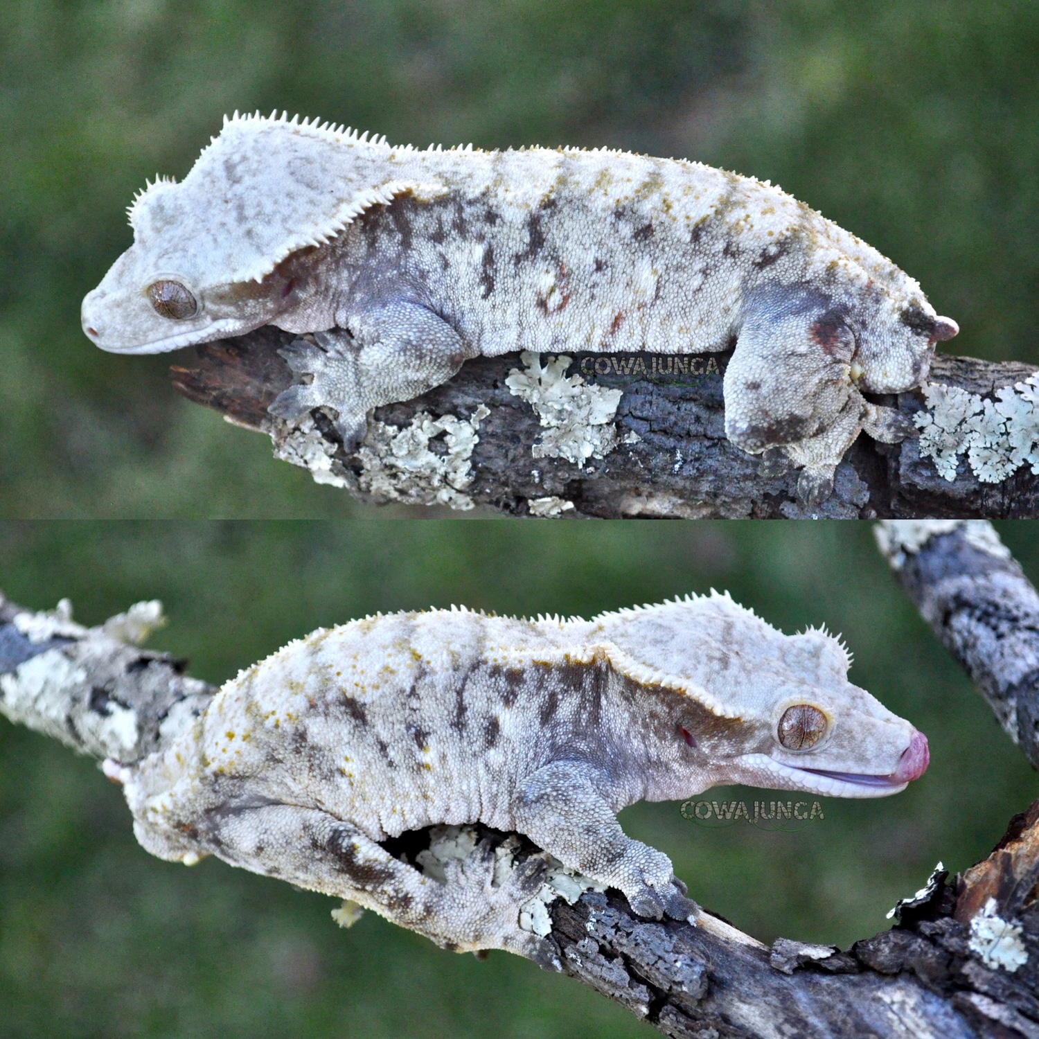 Yeti- Lavender Extreme Harlequin Crested Gecko by Cowajunga, LLC ...