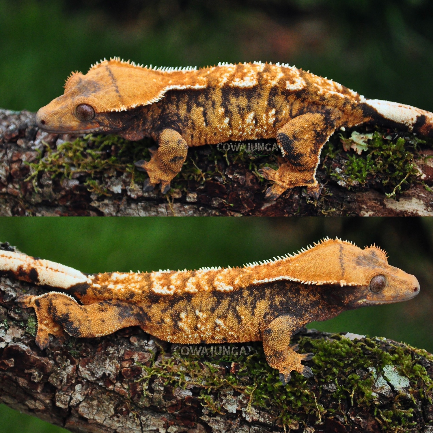Yeti- Lavender Extreme Harlequin Crested Gecko by Cowajunga, LLC ...